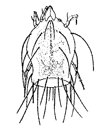 Hausmilbe - Rheinland Schädlingsbekämpfung